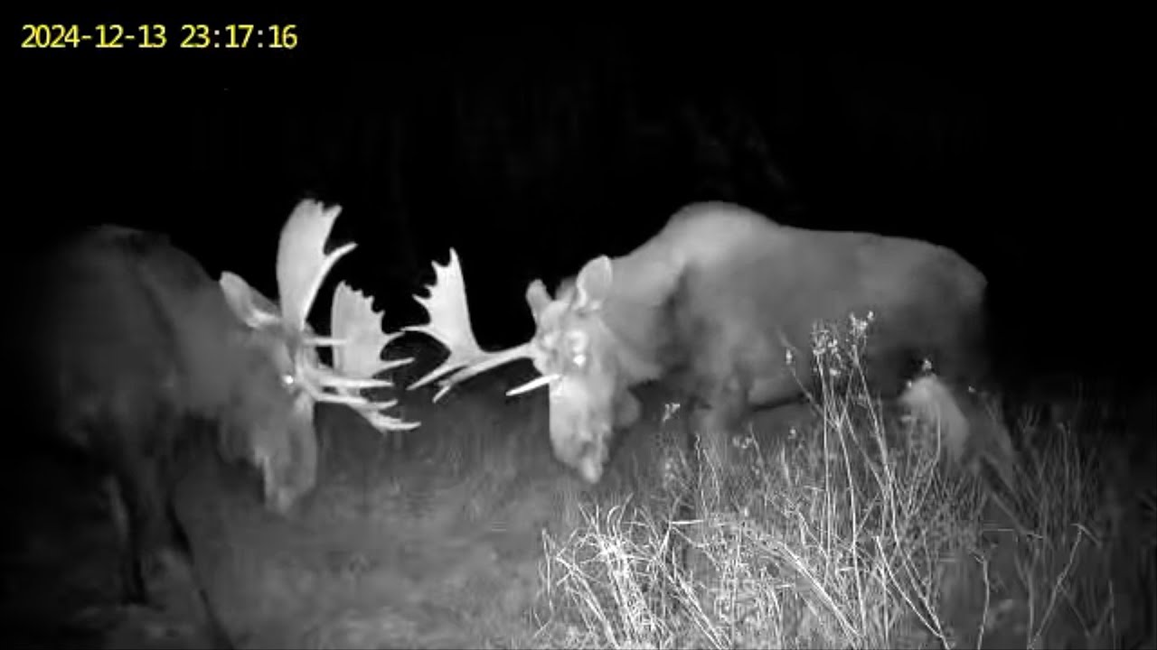 Bull Moose Play Fighting | Maine Wildlife Captured On Cellular Game ...