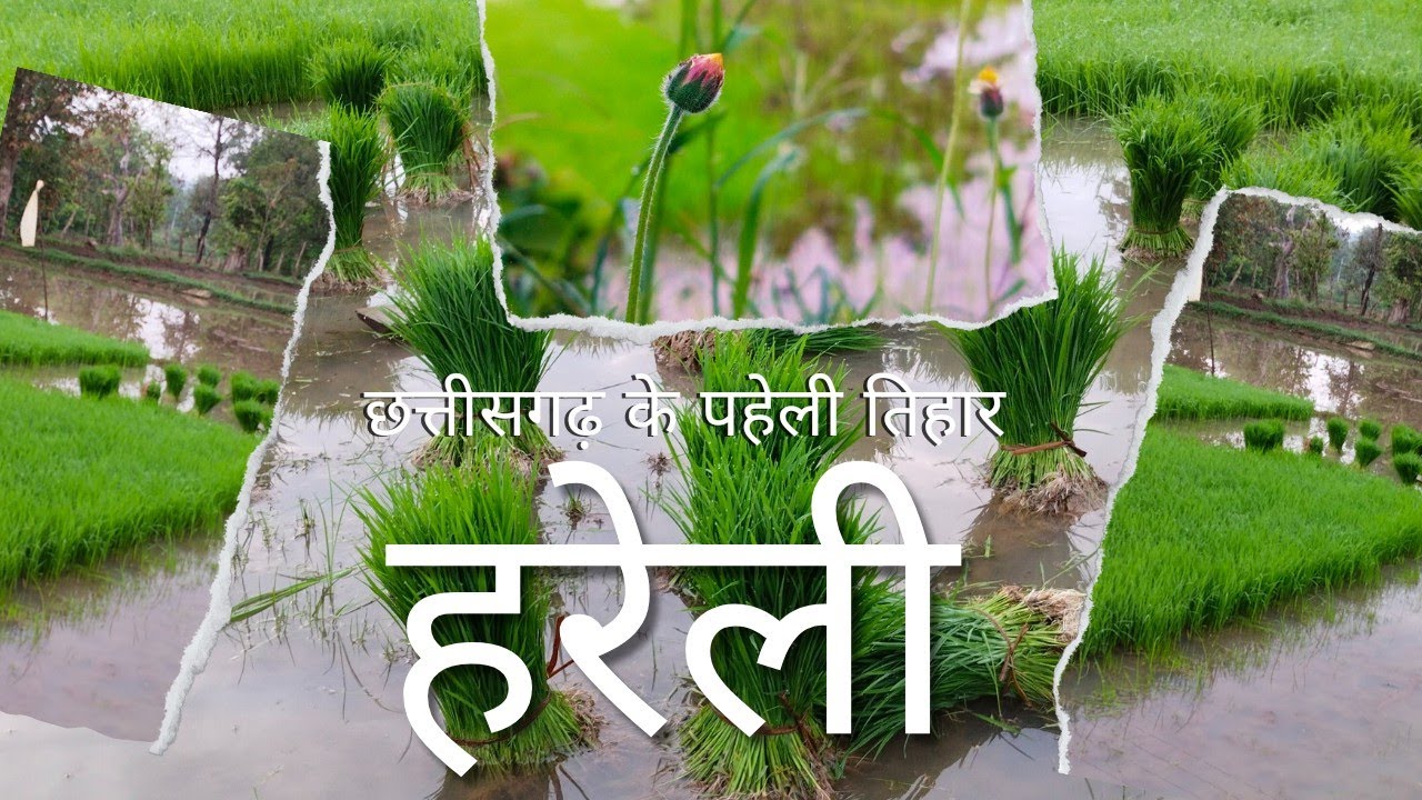 Happy Hareli Status song/ Hareli Status video/ Hareli Video 2023-24 ...