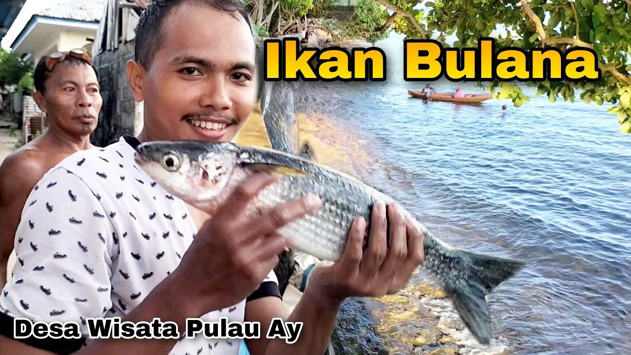 Ikan Bulana atau Bandeng Laut || Desa Wisata Pulau Ay, Banda Naira ...