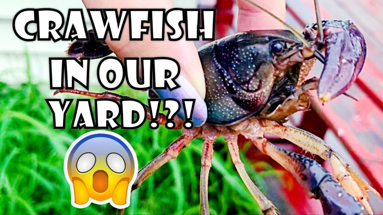 Crawfish In Our Yard!?! | Cute Lil Crawdad - YouTube