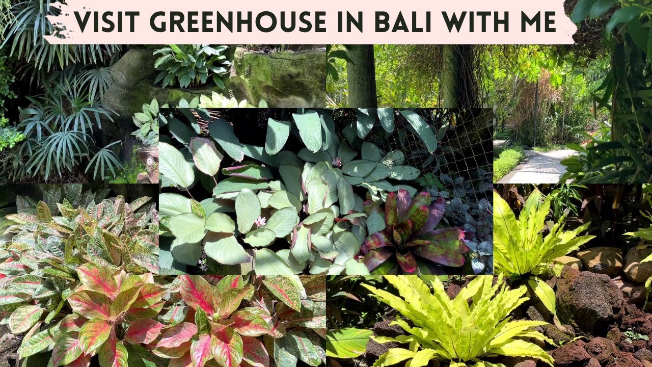 Visit a Greenhouse in Bali Indonesia With Me | M and MM Plants - YouTube