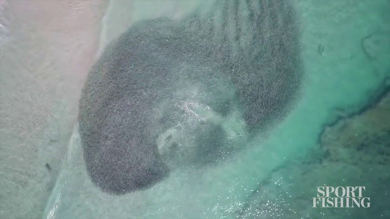 Mesmerizing Drone Video Shows Tarpon Attacking Mullet - YouTube