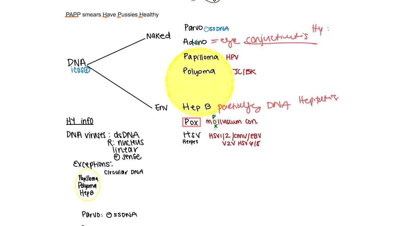 DNA Viruses Mnemonics High Yield - YouTube