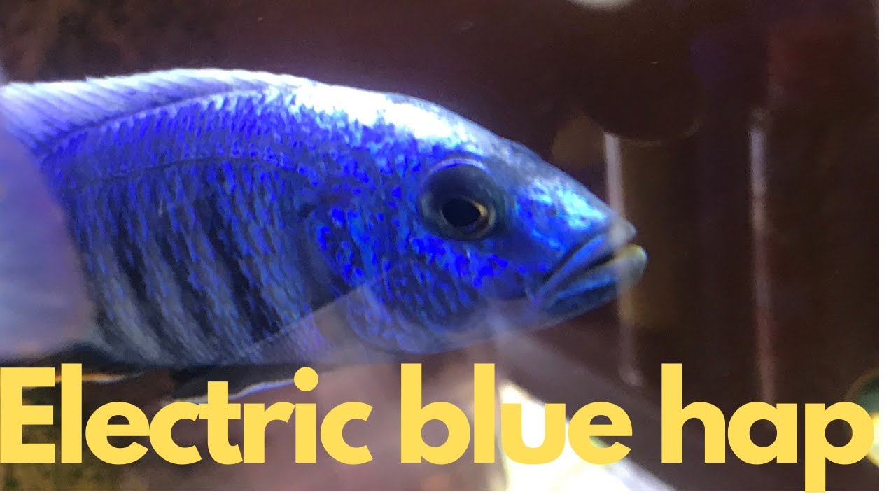 Electric blue hap - YouTube