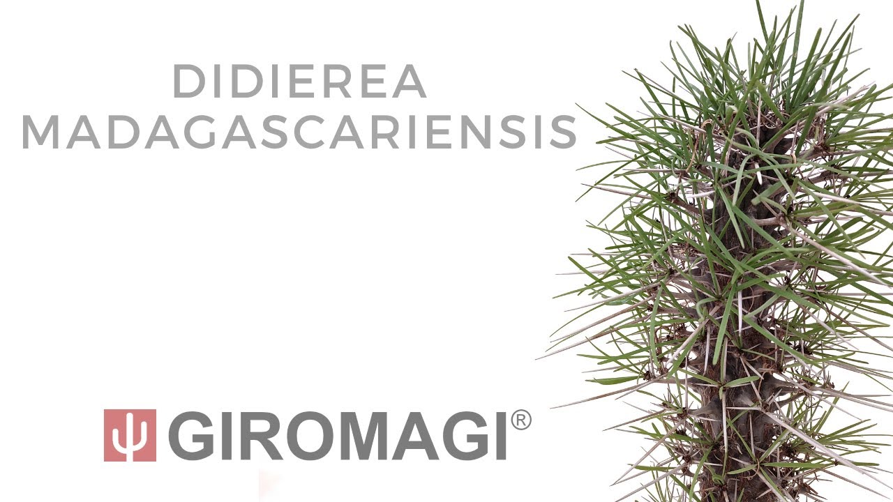 Didierea madagascariensis - YouTube