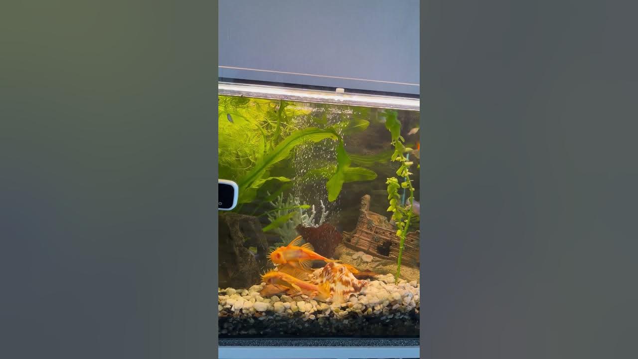 Ancistrus L144 - YouTube