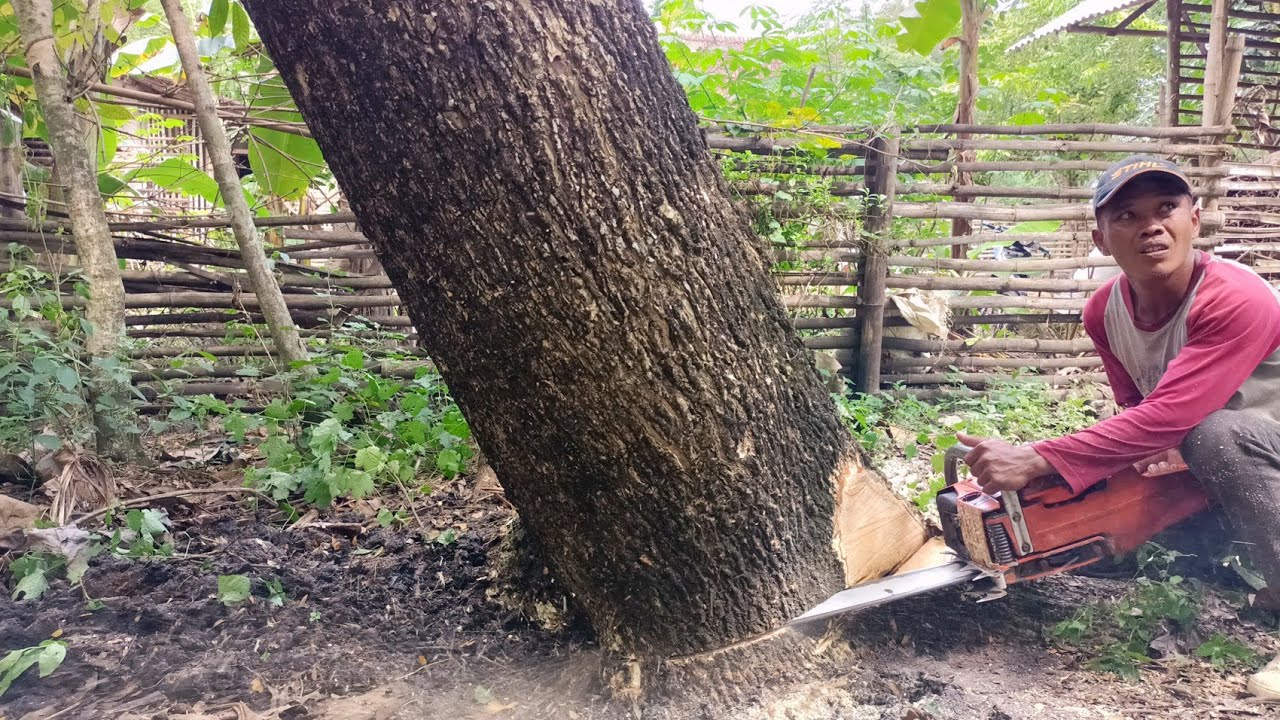 Can't go wrong !! Cutting leaning tree, Husqvarna 3120xp chainsaw ...