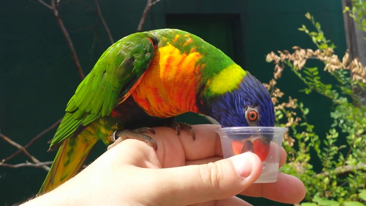 Rainbow Lorikeet Bird Feeding - YouTube