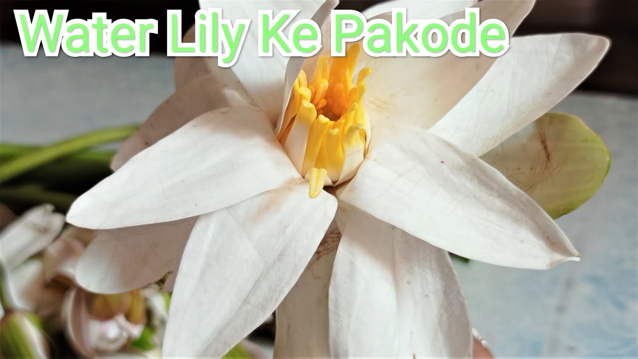 Water Lily Ke Pakode , Bhet Ke Phool Ka Pakoda, Water Lily Recipe - YouTube