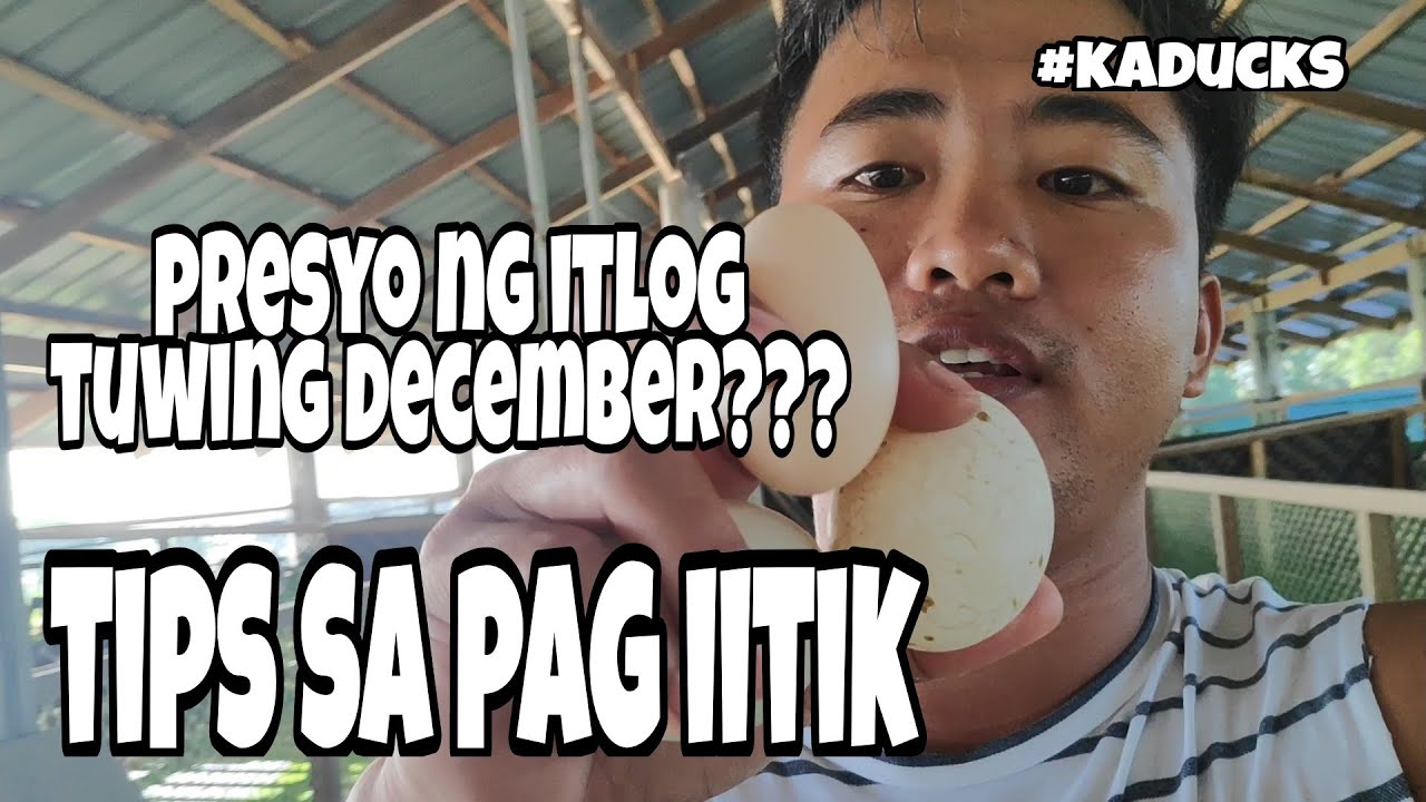 EP45 - ITIKAN FARMING - PRESYO NG ITLOG PAG DECEMBER Pulot ng Itlog ...