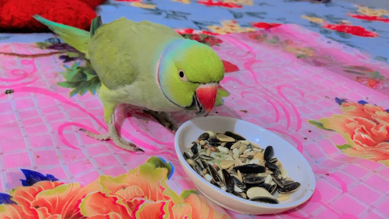 DRAMEBAZ_MITHUA is live|| beautiful parrot talking and eating 😍🦜 - YouTube
