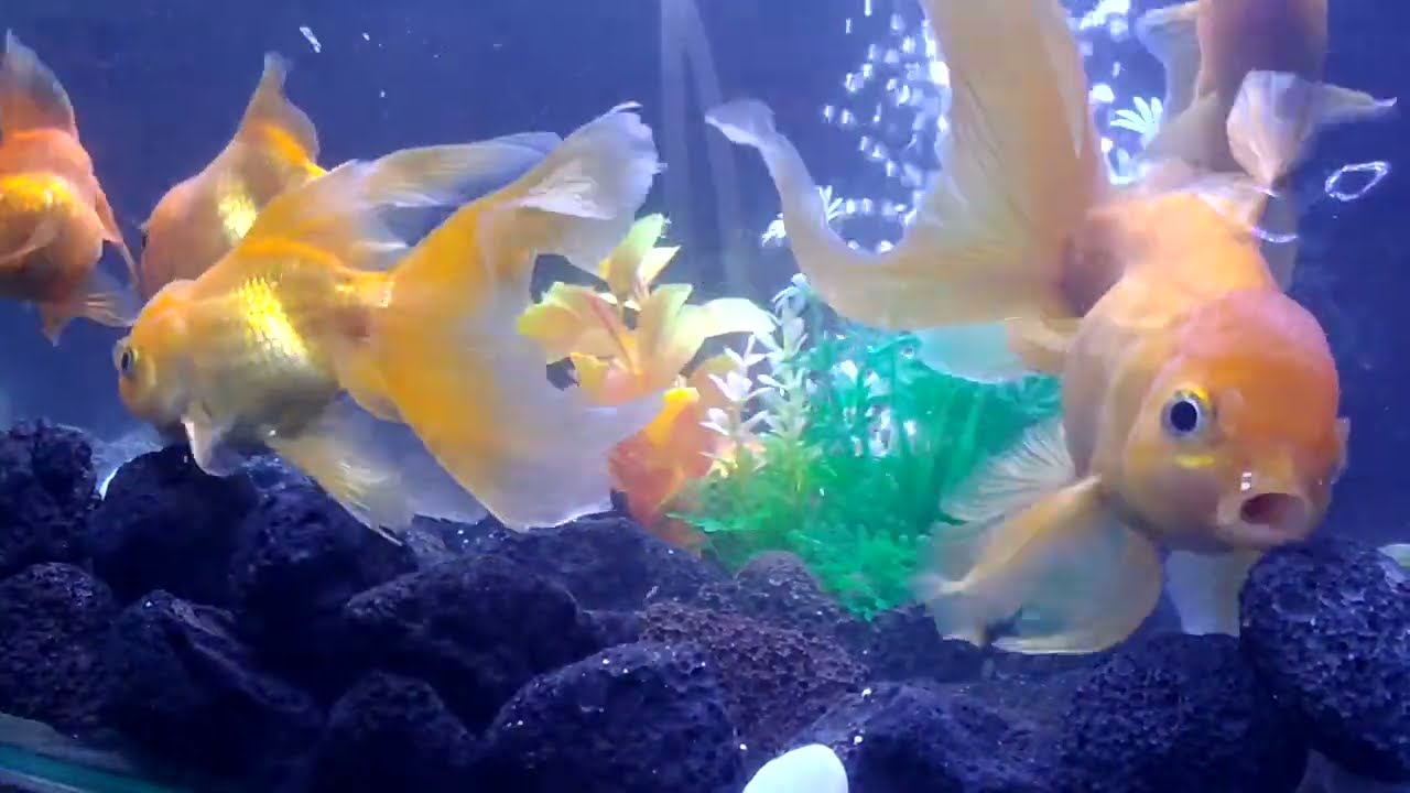 Golden Fish Compilation#044, Beautiful Golden Fish Aquarium - YouTube