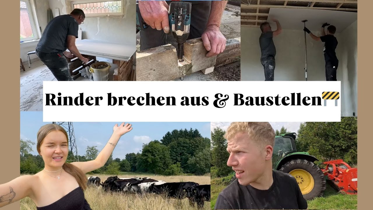 Ordnung ins Chaos bringen: Unsere Baustellen, Rinder brechen aus und Co ...