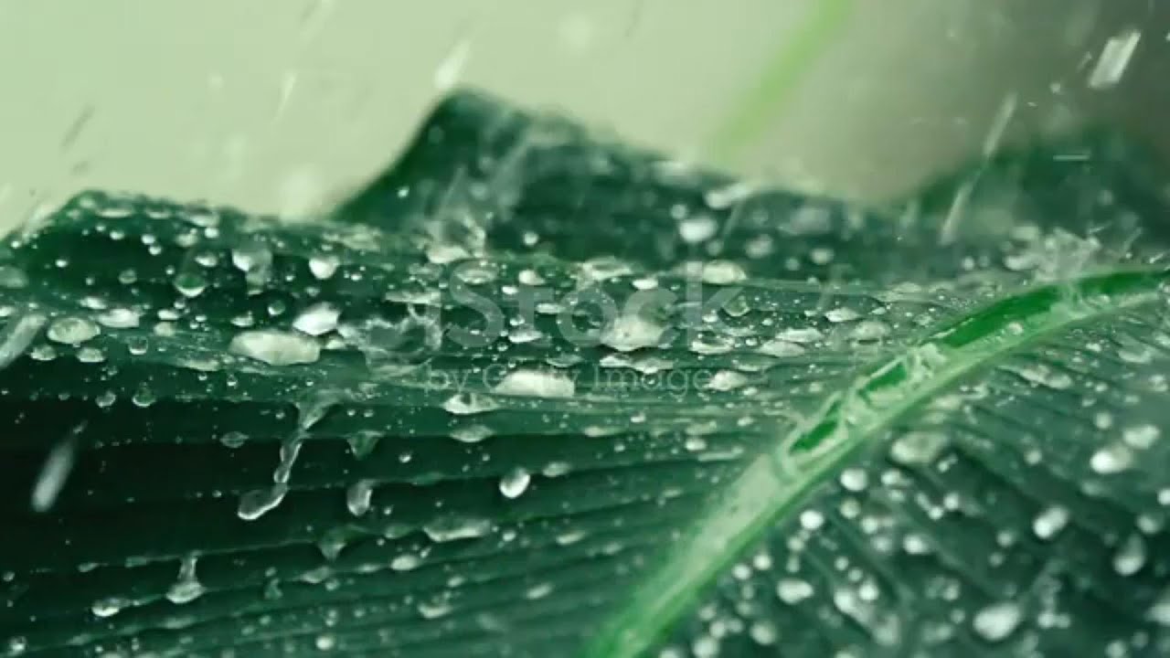 "Stay Peachy" Soothing Rain Relaxation sound and music for you to enjoy ...