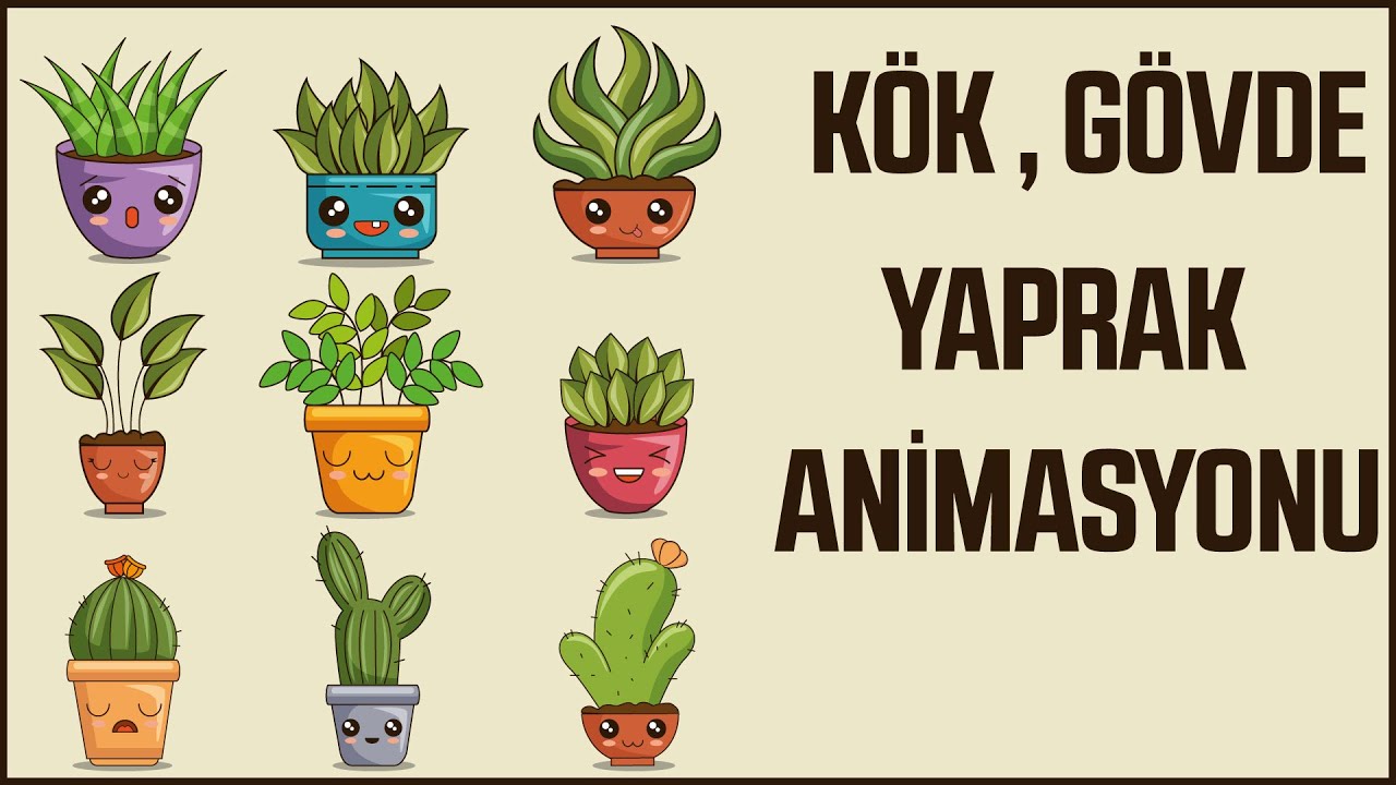 Animasyonlarla Biyoloji ; Kök , Gövde , Yaprak Enine Kesiti ...