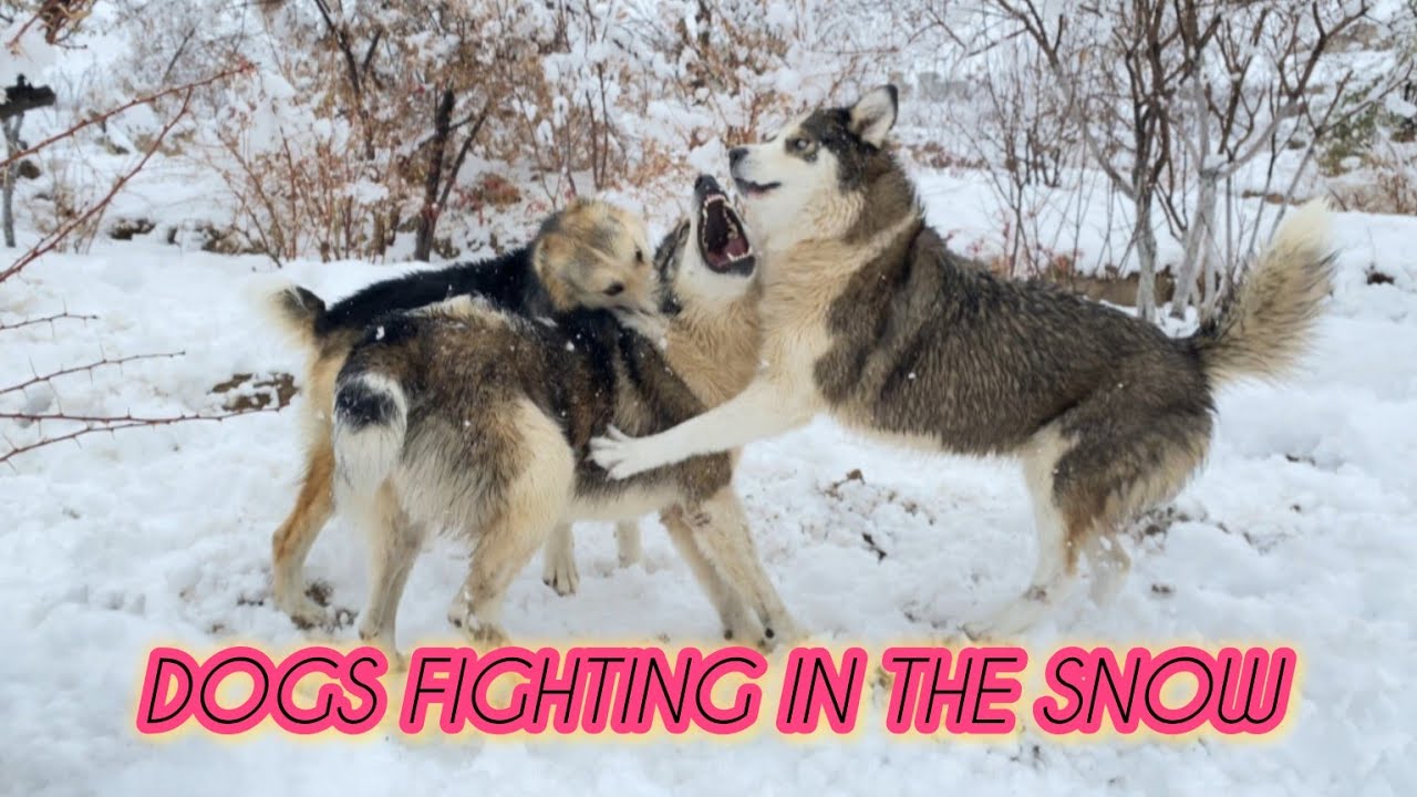 FUNNY DOGS FIGHTING. My Dogs Always Play And Fight Together.#fighting # ...