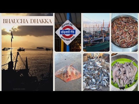 BHAU CHA DHAKKA VLOG | MUMBAI BIGGEST FISH MARKET | ABHISHEK SHAMA ...