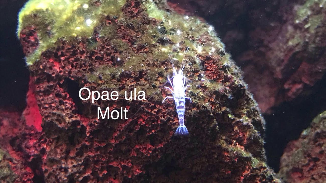 Micro Organism plus Opae ula molt (Halocaridina rubra) - YouTube