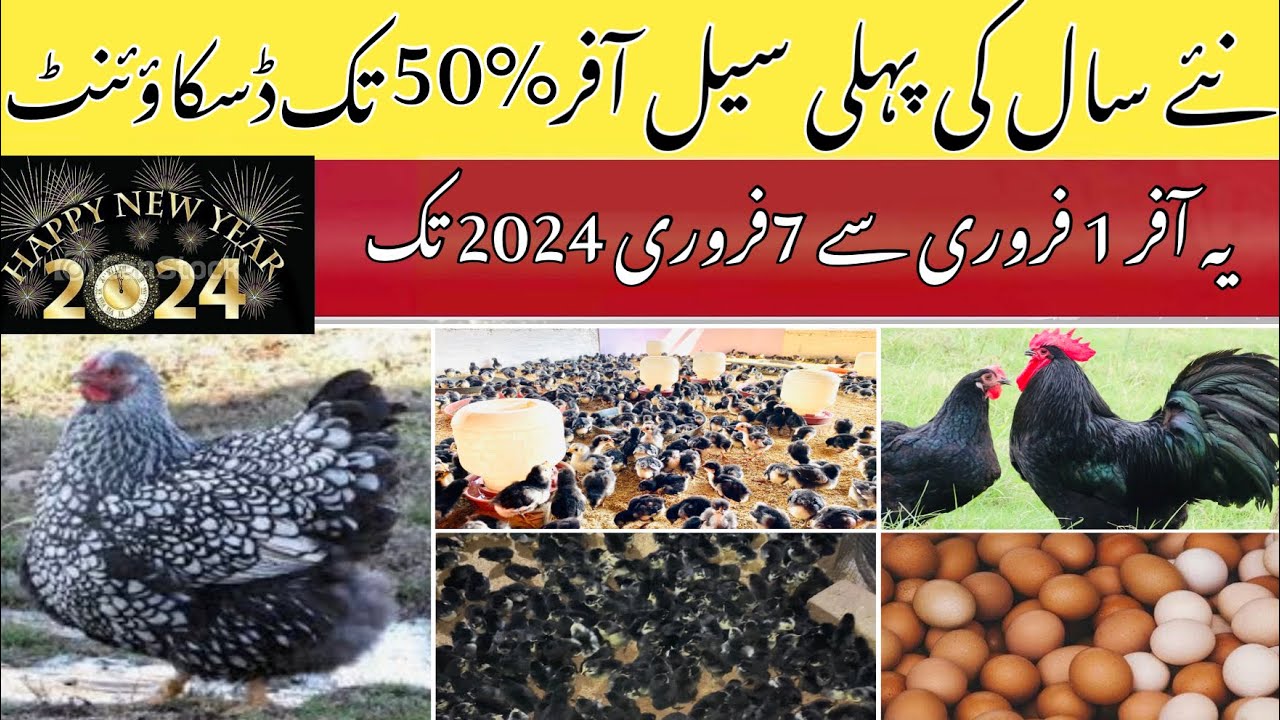 Black australorp In pak istan | silver Wynedotte - YouTube