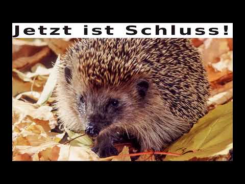 Ada-Programmierstream (Civilization-Klon programmieren)