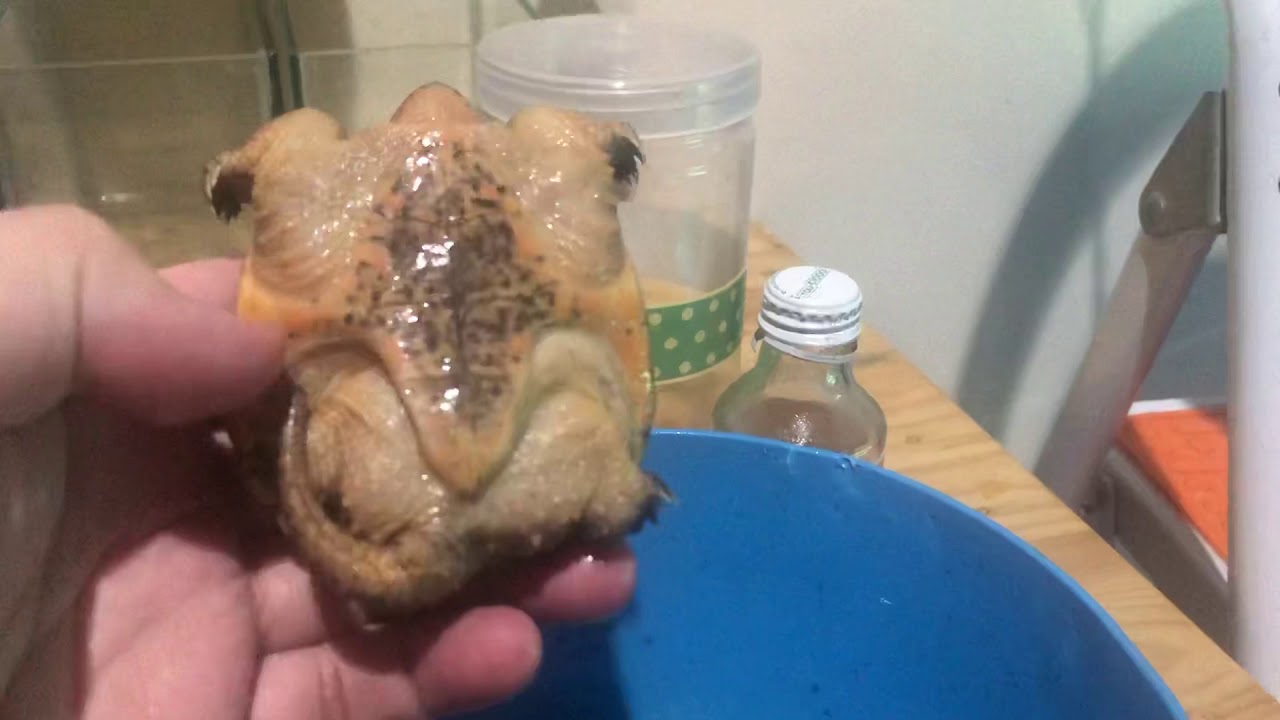 Common Snapping Turtle / CST cerah kemerehan cakep poll - YouTube