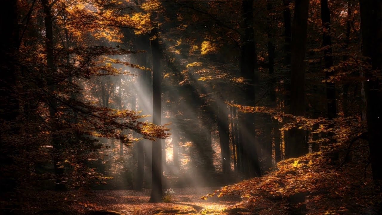 Peaceful Moments Await: Live Relaxation Music to Help You Unwind, Let ...