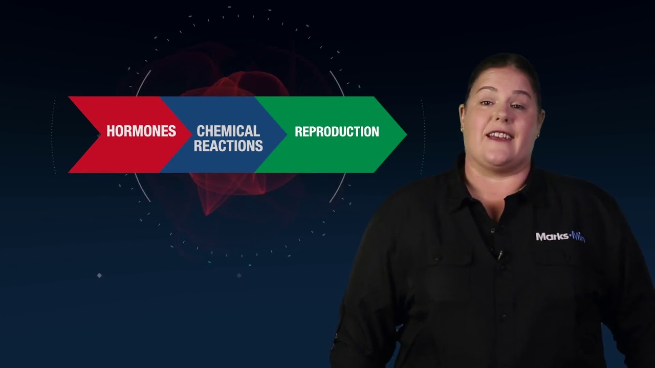 Reproduction Benefits from Marks Min Injectable For Cattle - YouTube