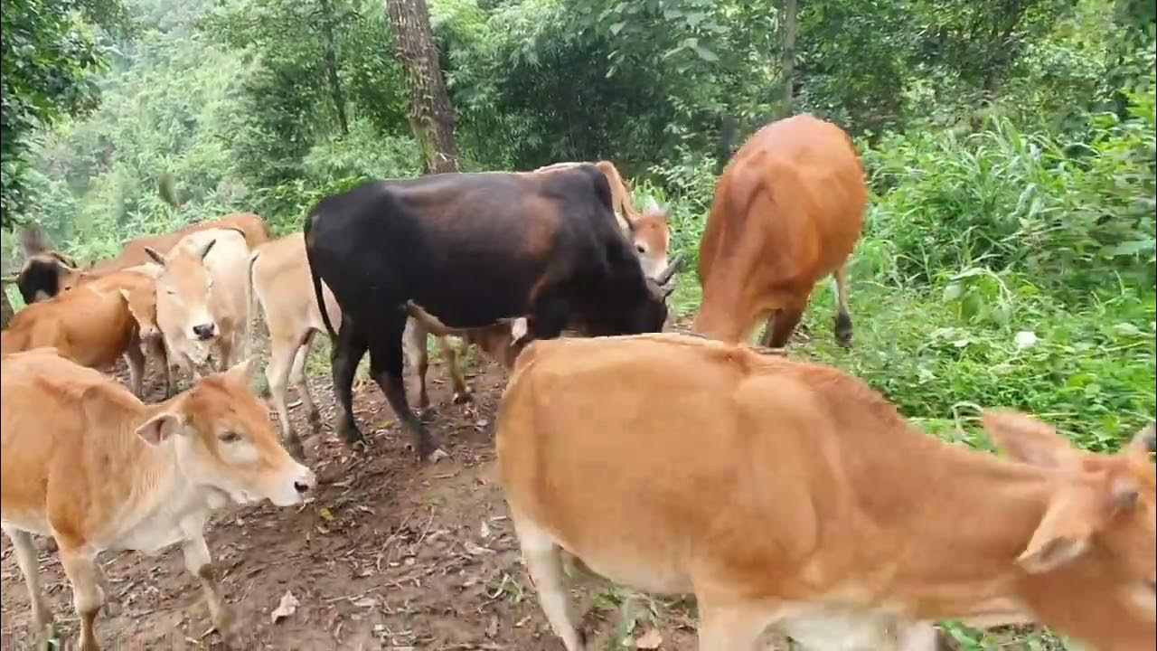 kuv tus me tub wb mus saib nyuj 13 8. 2023 - YouTube