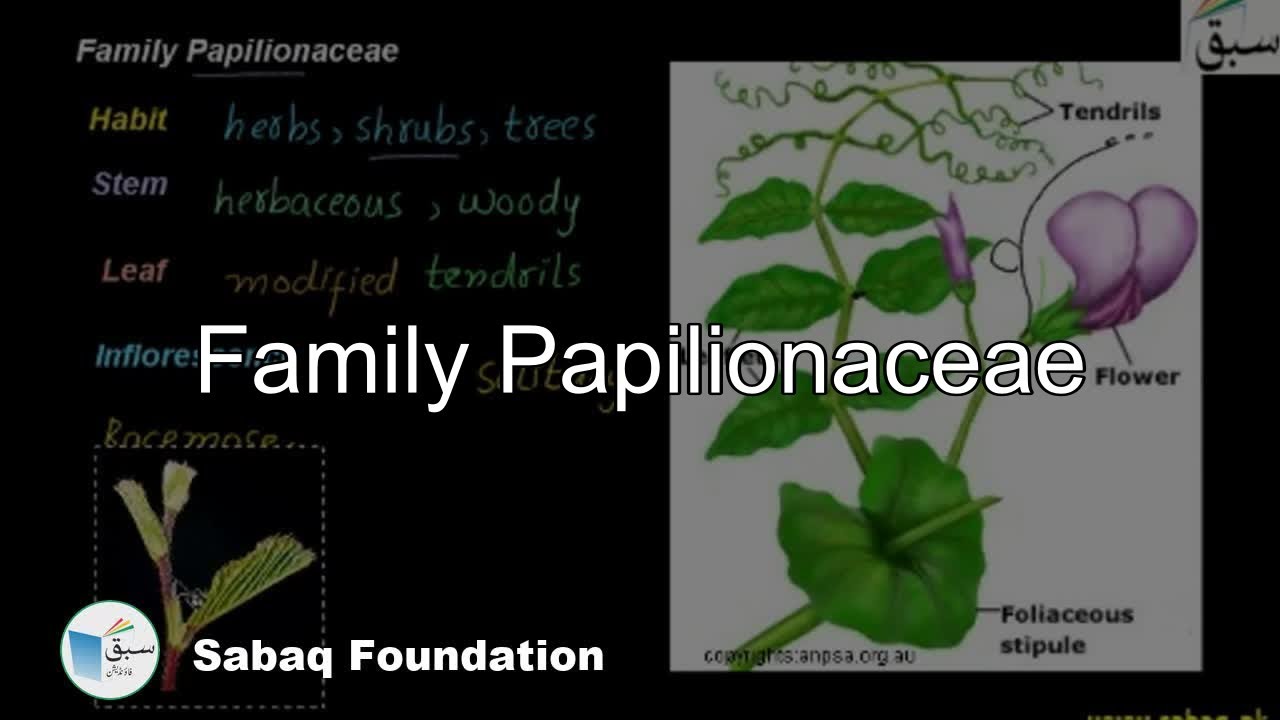 Family papilionaceae, Biology Lecture | Sabaq.pk - YouTube