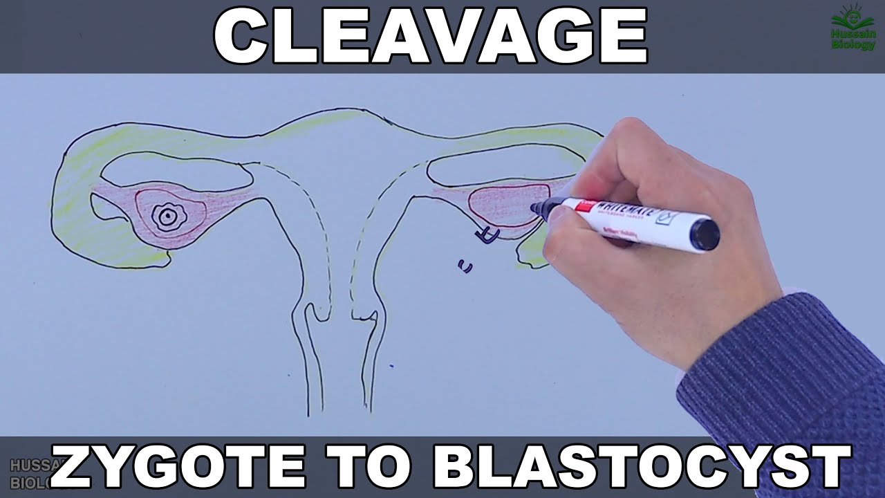 Cleavage and its steps - YouTube