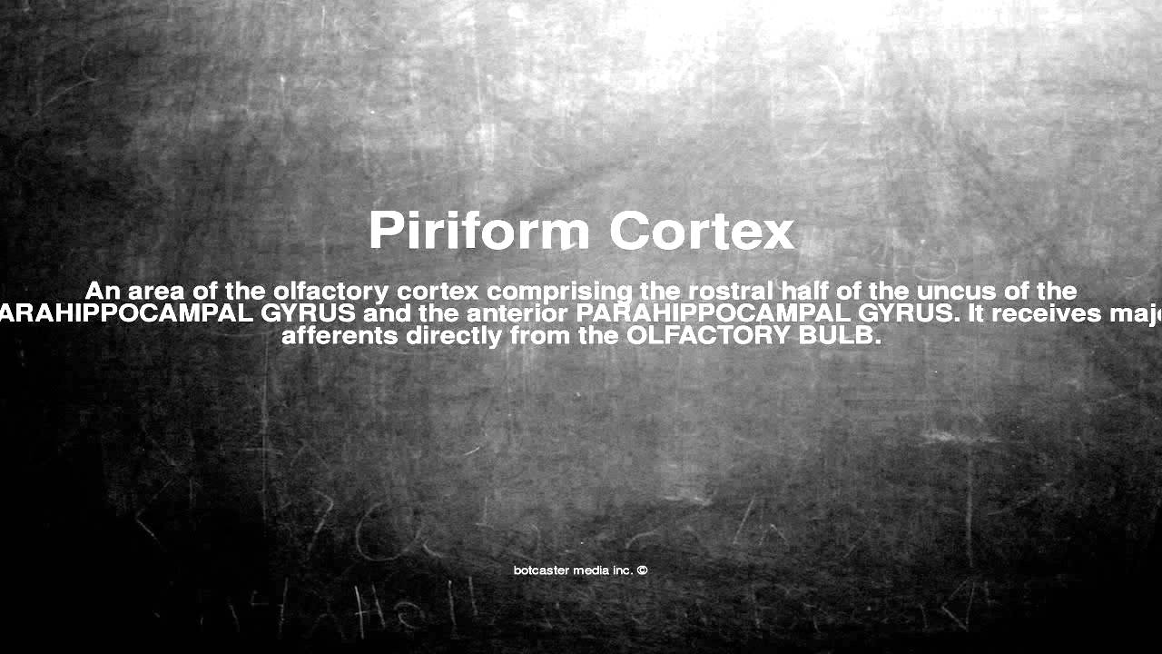Medical vocabulary: What does Piriform Cortex mean - YouTube
