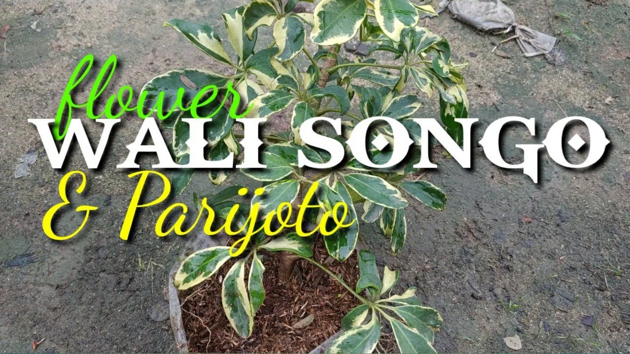 Bunga Wali Songo & Parijoto warisan sunan muria - YouTube