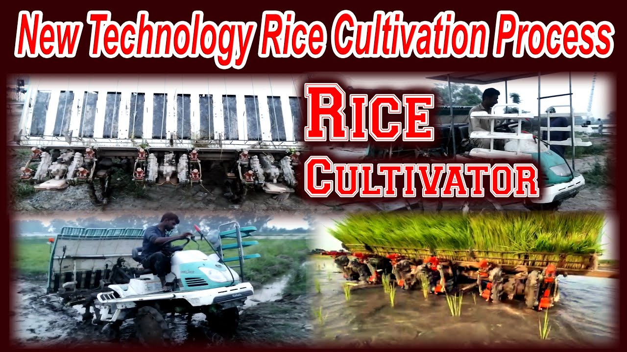 New Technology Rice Cultivation Process Pakistan/Rice Cultivator - YouTube