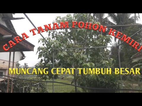 Tanam pohon kemiri, Muncang supaya cepat tumbuh besar dan berbuah - YouTube
