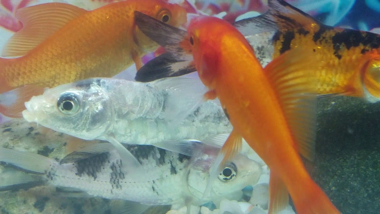 My own acuriam fish - YouTube