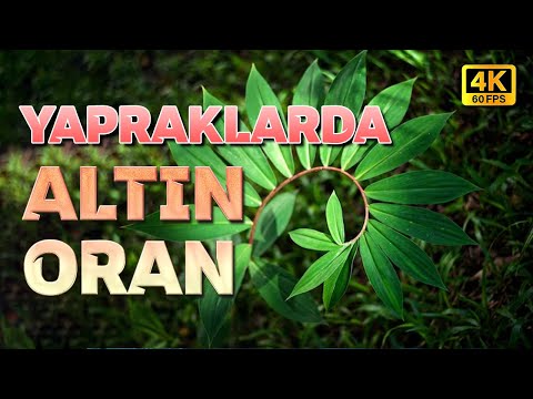 Yapraklar ve Altın Oran I 4K