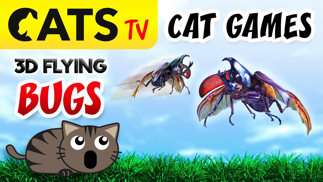 CAT GAMES - Rhinoceros beetles bugs 🙀🪲 60FPS [CATS TV] - YouTube