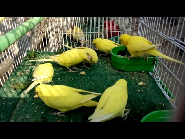 Yellow Parakeet With Red Eyes
