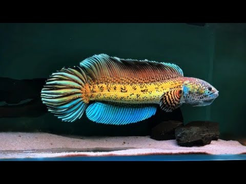 Stunning Channa Barca: Rare and Beautiful Snakehead Fish in Action! # ...