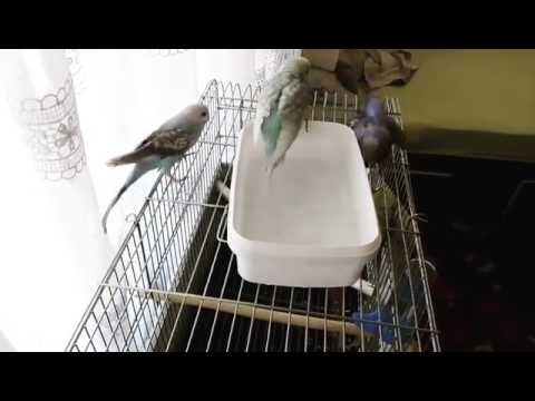 MUHABBET KUŞU BANYO ZAMANI ( _MUHABBET_KUSUM) İNSTAGRAM TAKİP ETMEYİ UNUTMAYIN😉