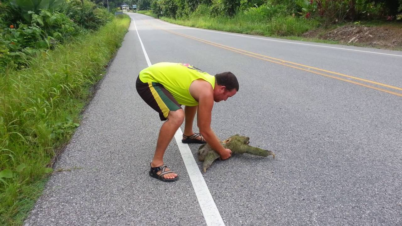 Sloth crossing the road in Costa Rica - YouTube