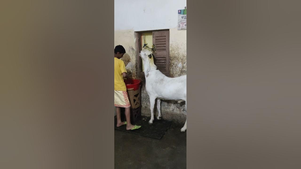How To Overfeed A Goat To Increase Weight YouTube how-to-overfeed-a-goat-to-increase-weight-youtube
