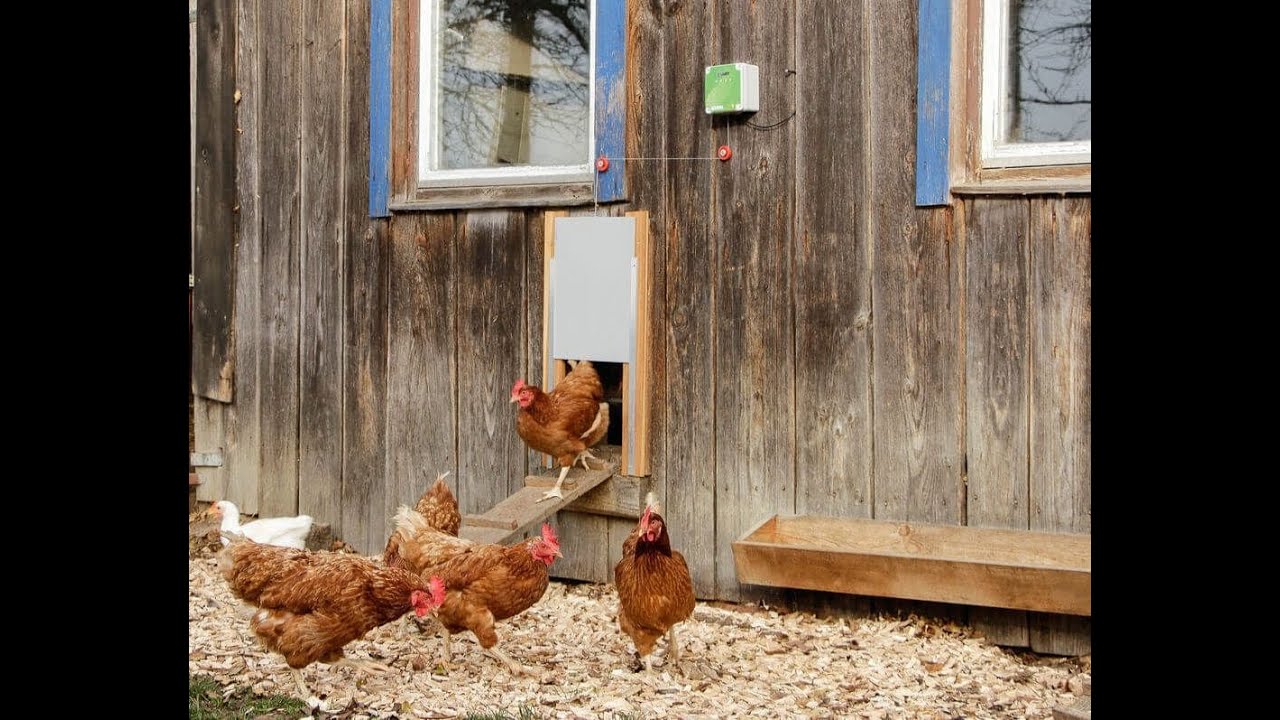 Usa automata pentru pasari - YouTube