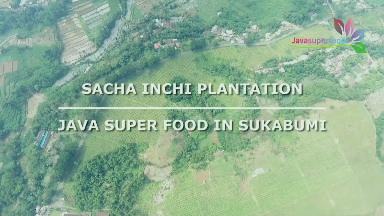 Sacha Inchi Plantation In Indonesia. - YouTube