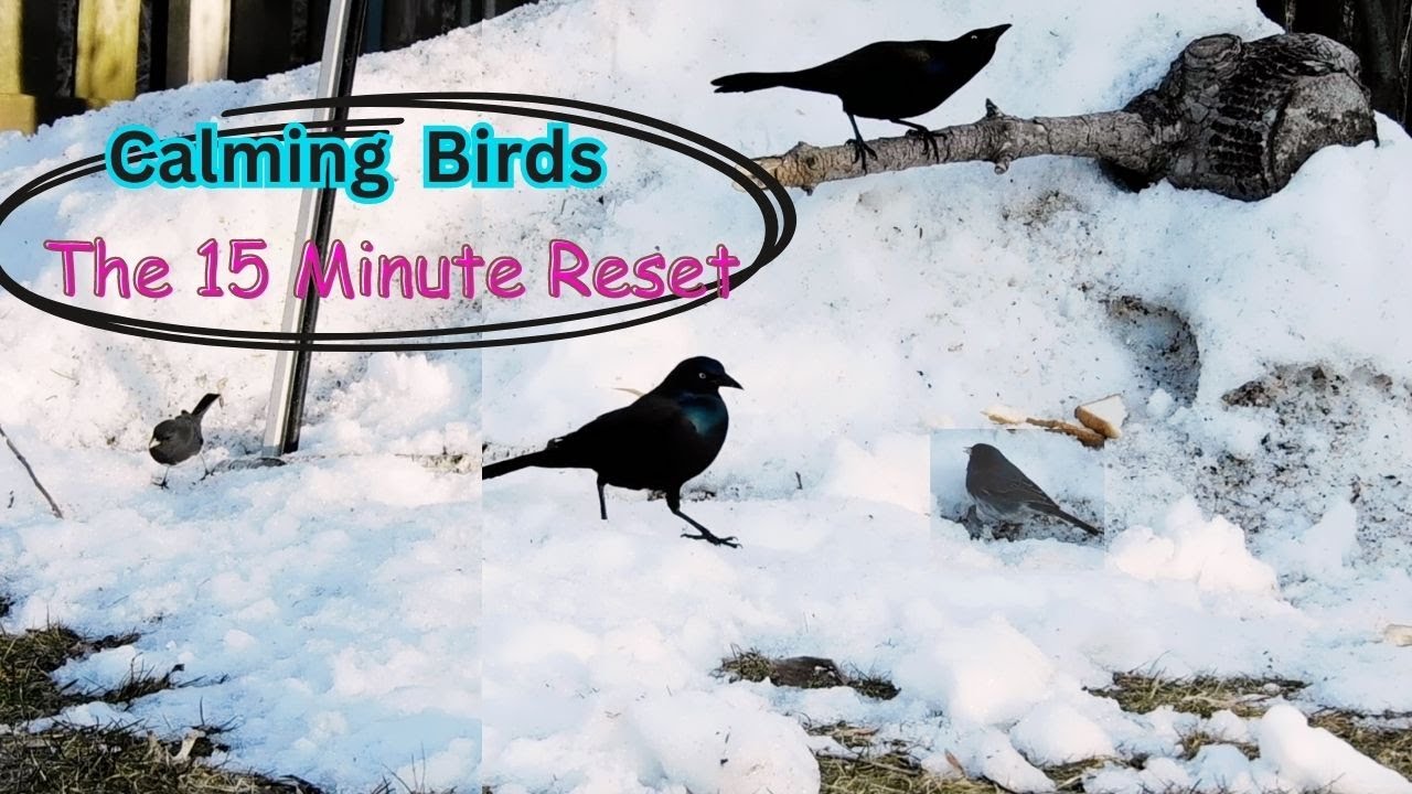 Calming Soothing Bird Sounds 🪶 Medition 🪶 Zen 🕊️ Relaxing SongBirds ...