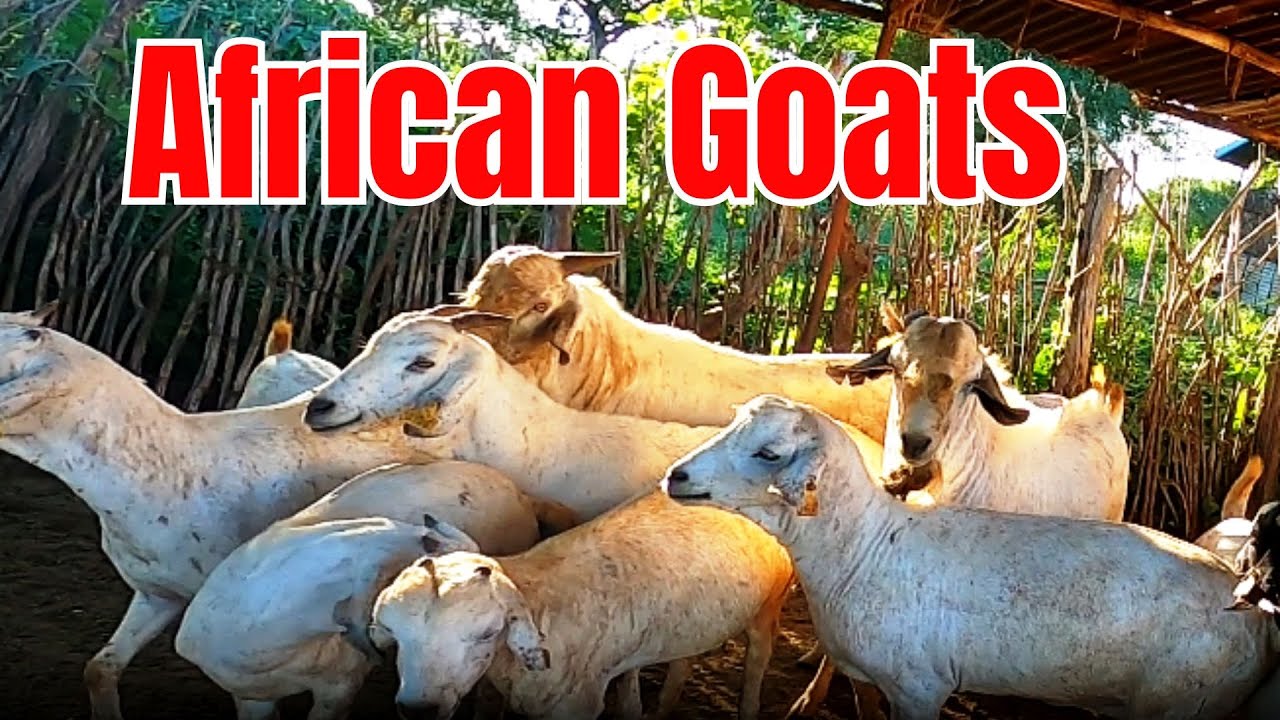 African Village Life: Inside the Goat Boma 🐐 | Daily Life with African ...