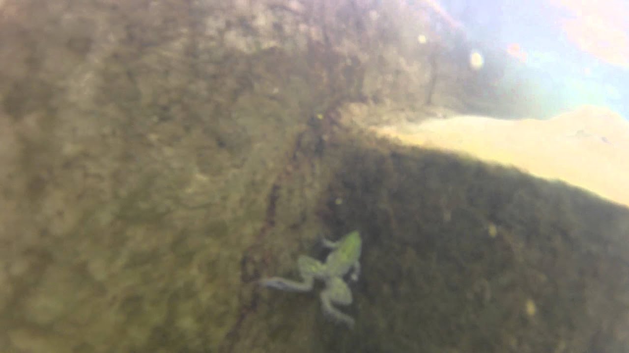 GoPro Vs Frog - YouTube