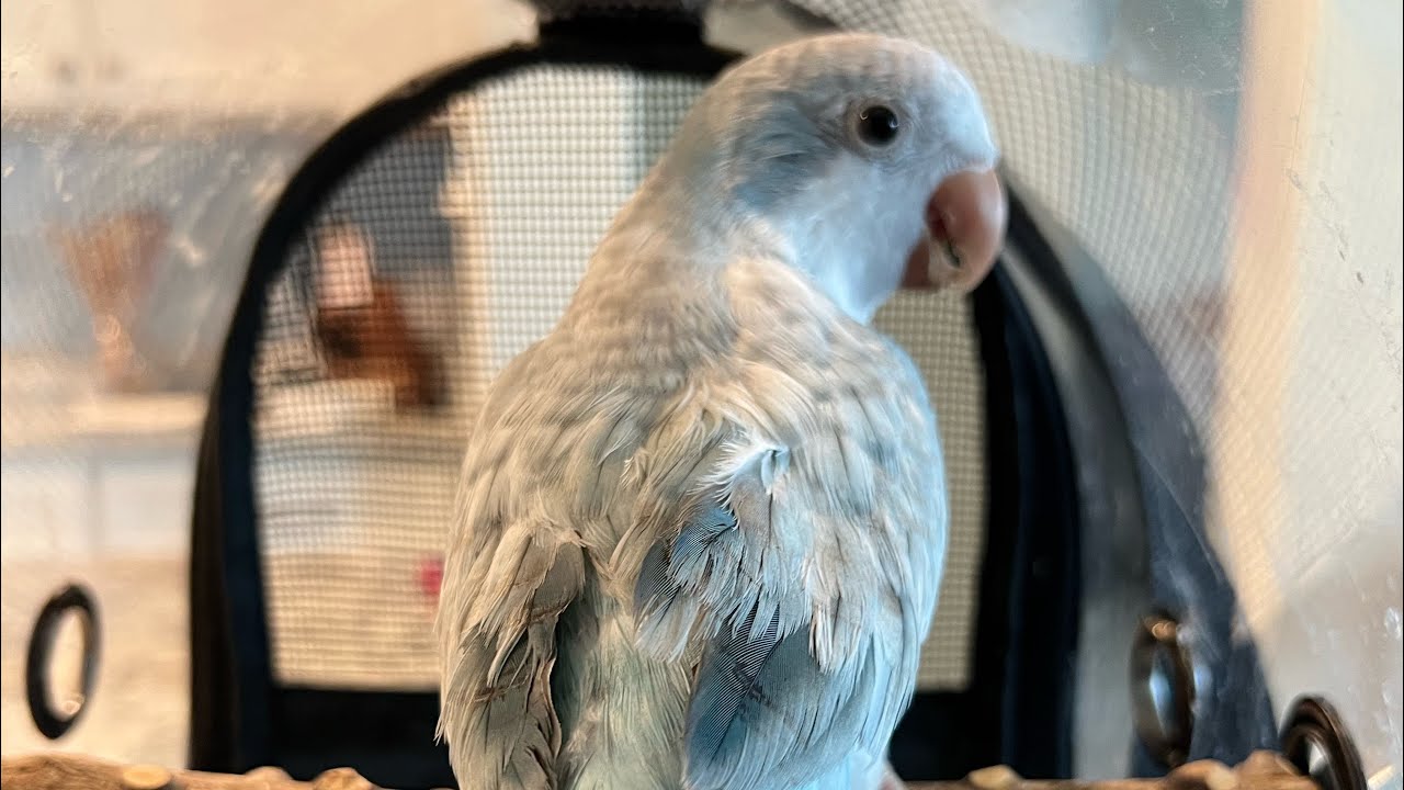 Did I Find The Perfect Medium-small #Parrot? #parrot_bliss # ...