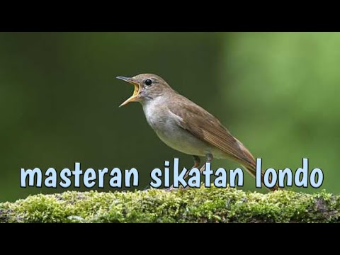 Masteran Burung Sikatan Londo gacor cocok buat gesekan murai batu ...