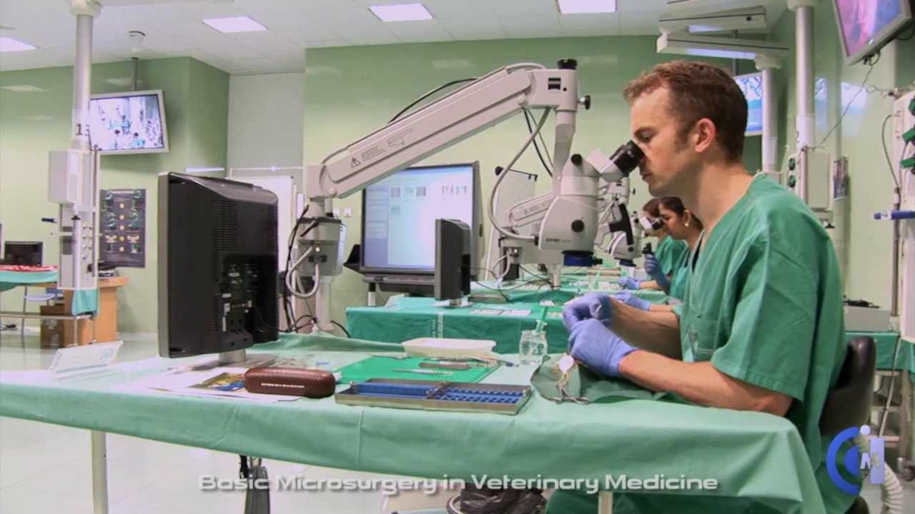 Course on Basic Microsurgery in Veterinary Medicine | Curso de Microcirugía Básica para ...